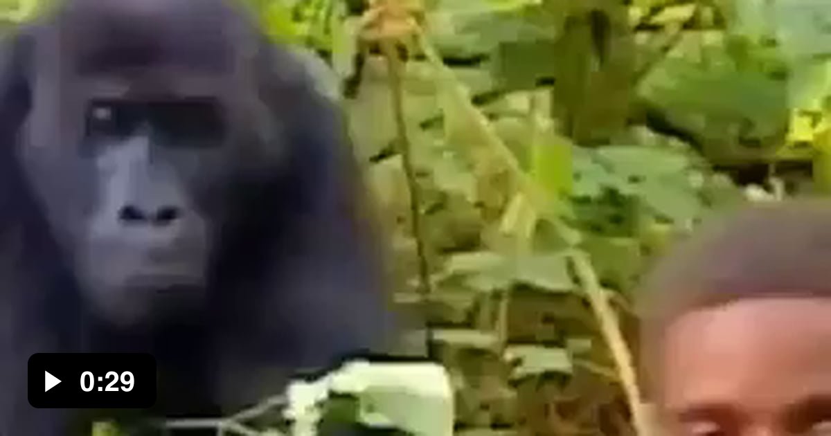 When you remember the 'don't make eye contact with gorillas' rule but aren't sure if you're ...