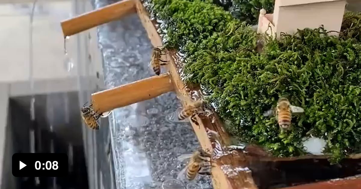 A shrine in Japan called Hitokotonushi has become particularly popular with the local bee ...