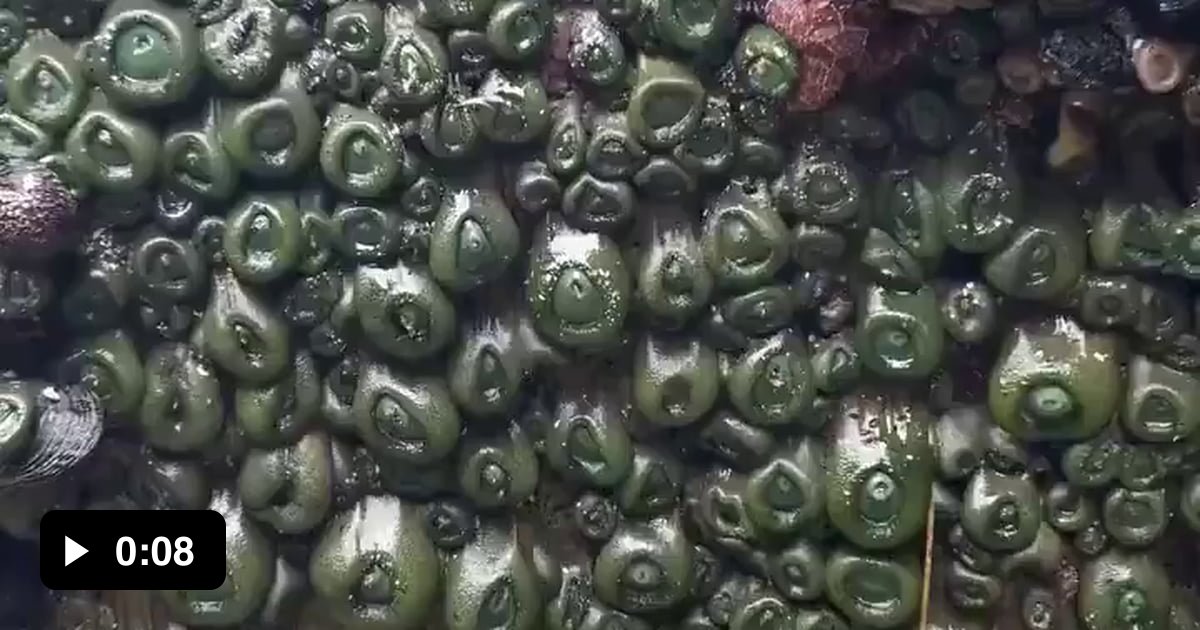 Poking a tide pool resident - 9GAG