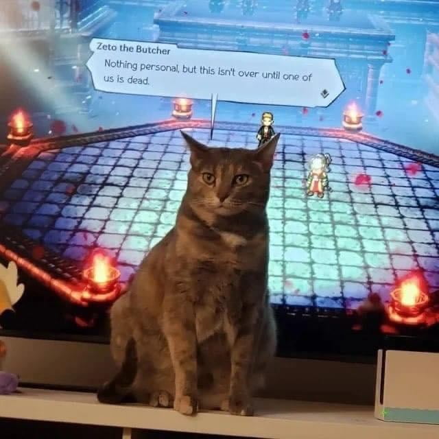 When you forget to not cat - 9GAG