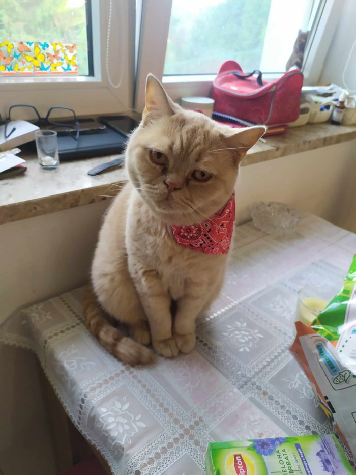 My mother’s catto - 9GAG