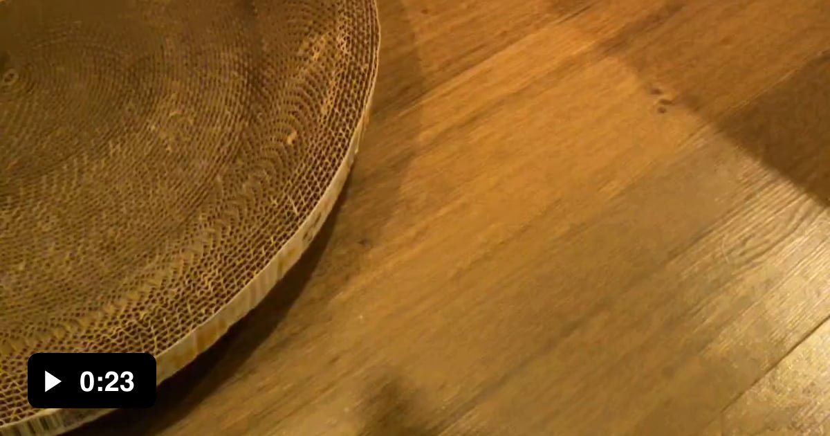 My 10 years old cat is still a fast boi - 9GAG