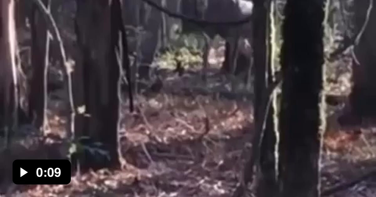 Eldeer Beast – Guardian of the Cursed Forest - 9GAG