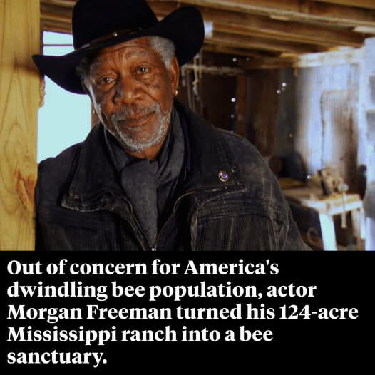 Morgan Freeman imported 26 bee hives to his Mississippi ranch and ...