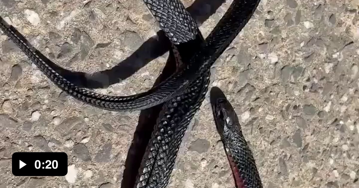 An Adelaide snake catcher called to remove a red-bellied black snake ...