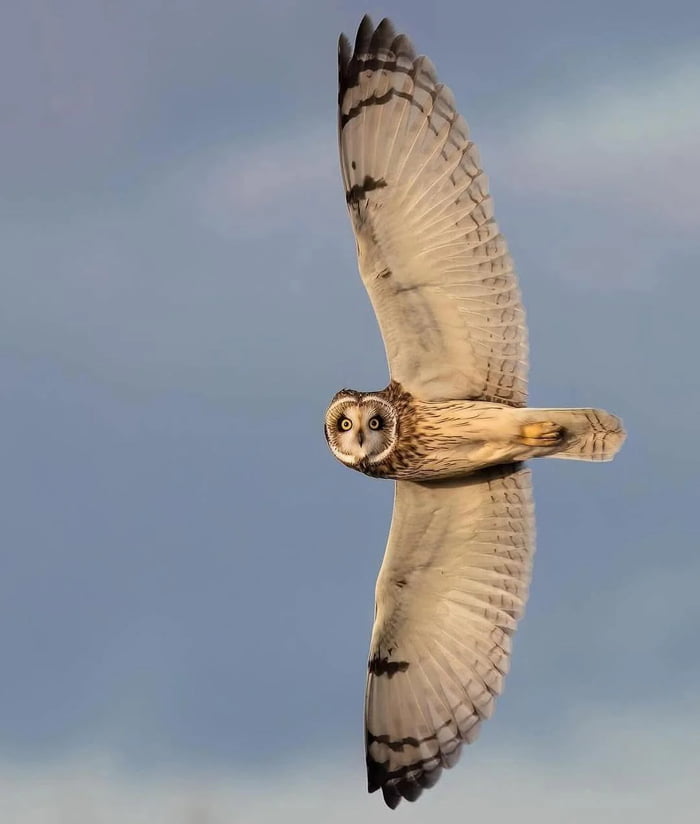 Short of a lifetime - Taken by Ian Turner in Staines Moor, Surrey, UK: this short-eared owl ...