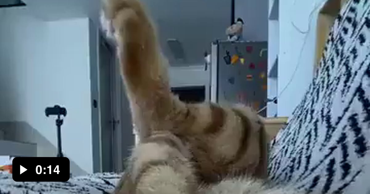 Typical orange behavior! - 9GAG