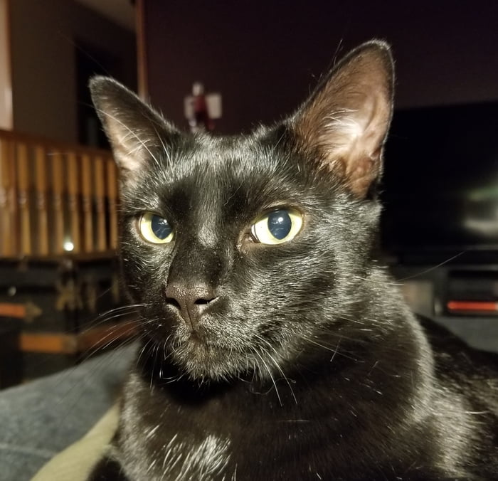 If we're still doing cats, this is my dude Slinky. - 9GAG