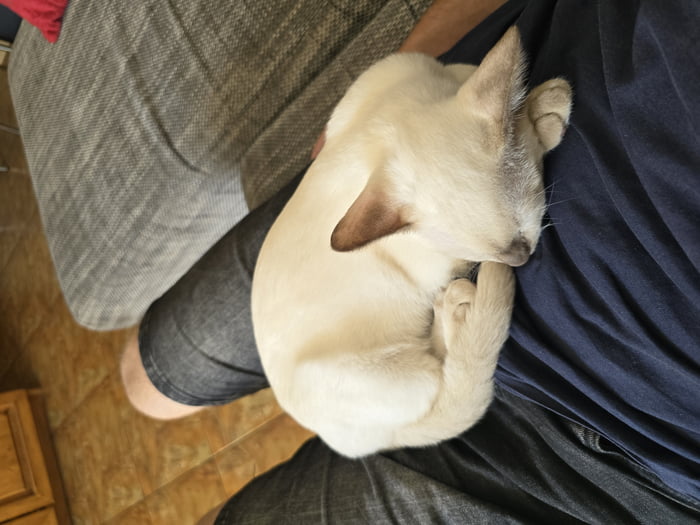 Here's my brother's new kitten, Tango. He gets zoomies for an hour ...