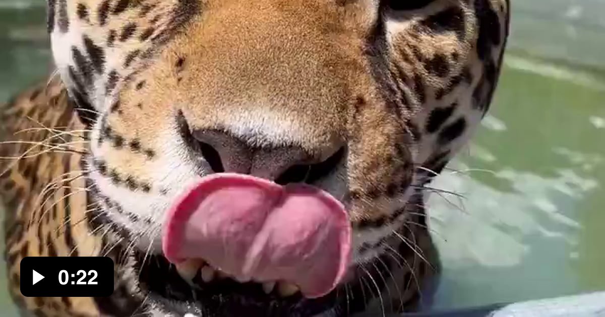 Just a big kitty enjoying the day - 9GAG