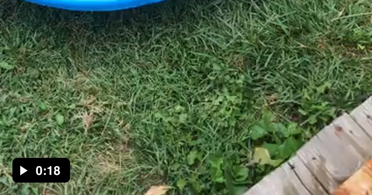 Ever seen a 3-legged fish? - 9GAG