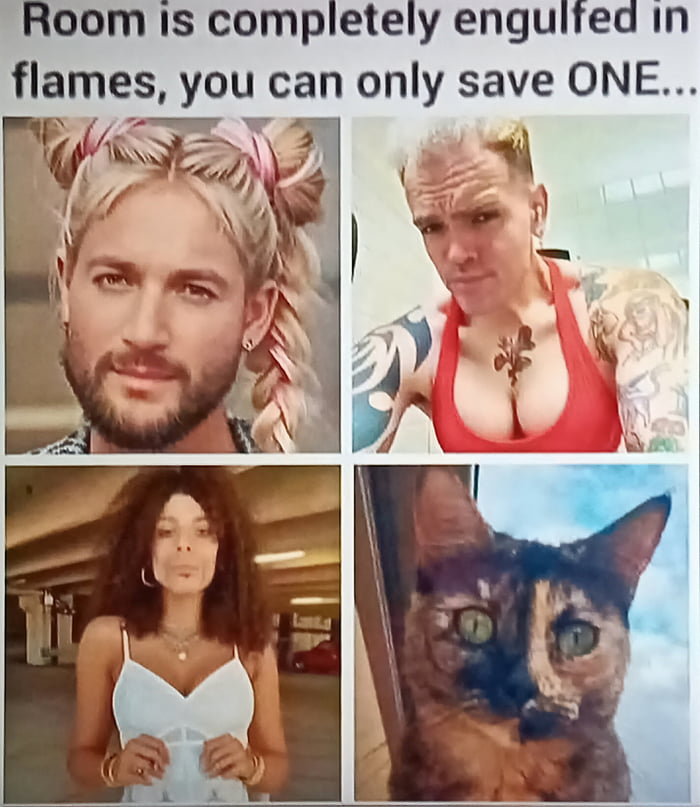 The CAT..always the CAT!! - 9GAG