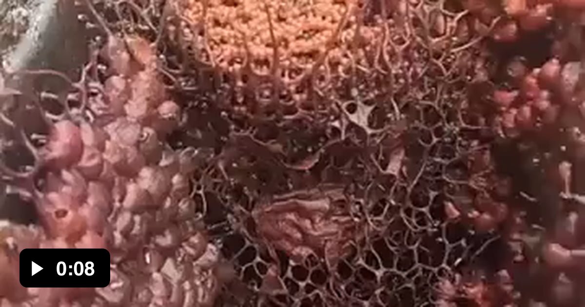 The bizarre Hive of the Tetragonula hockingsi - a small stingless bee native to Australia. The ...