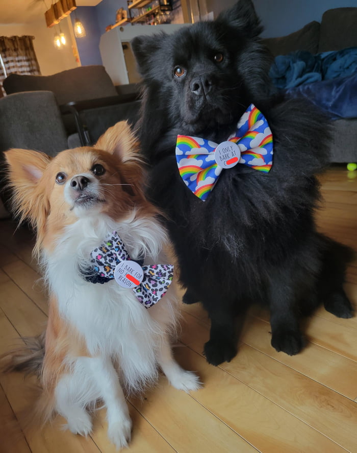 Just two doggos wearing their fancy bows! - 9GAG