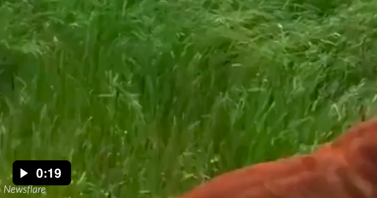 Hopping over the grass - 9GAG