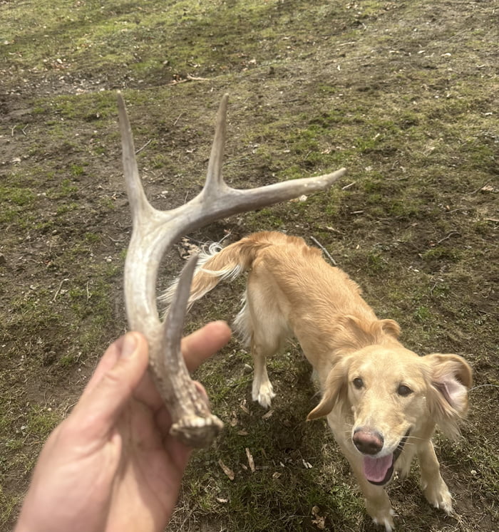 I found this wierd stick in my yard - 9GAG