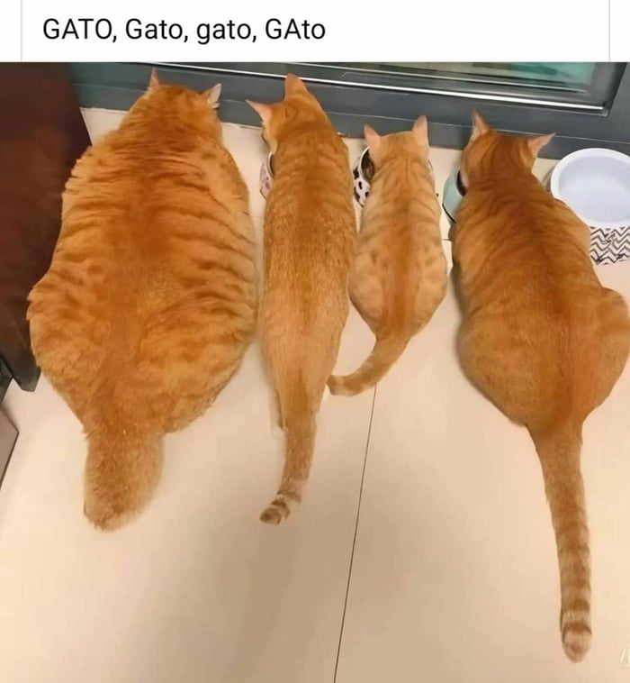Gato - 9GAG
