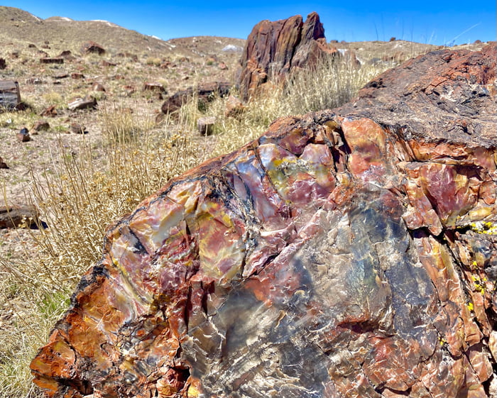 The array of different colors on this 200+ million year old petrified ...