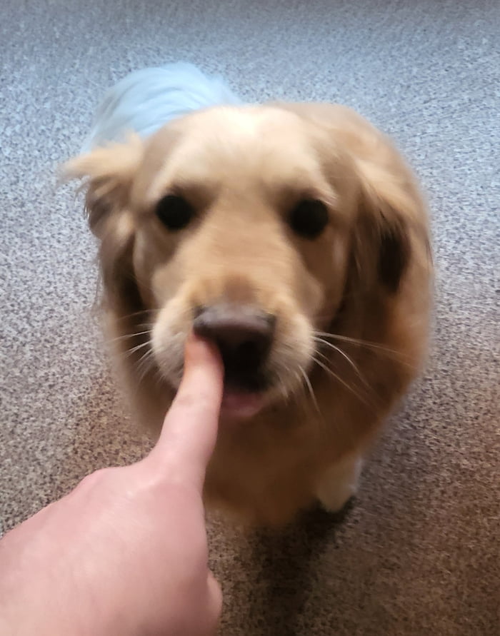 SHOW ME THE BOOP ON THAT DANG SNOOT!!! - 9GAG
