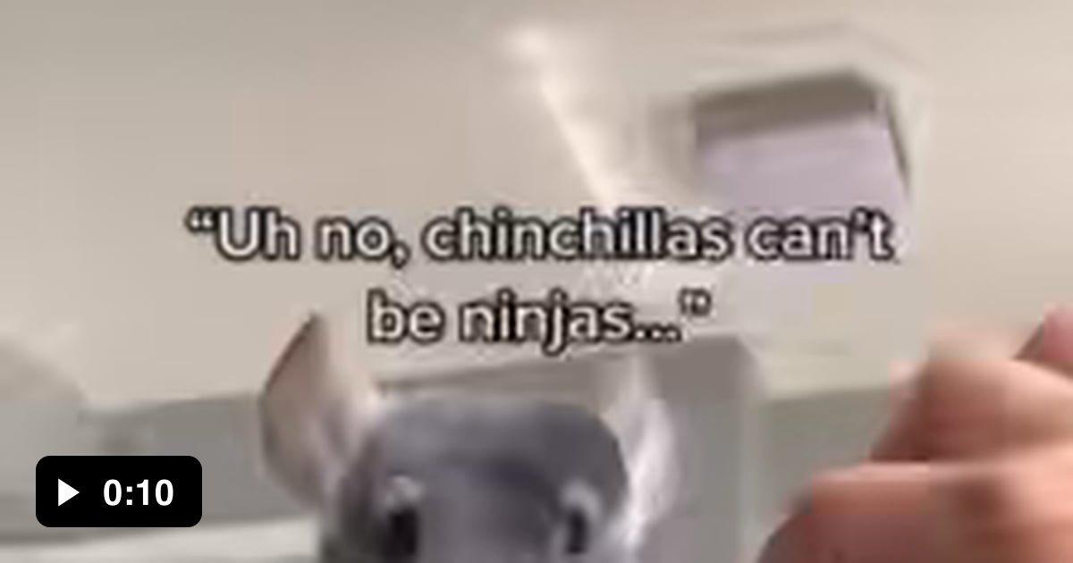 Chin ninchilla - 9GAG