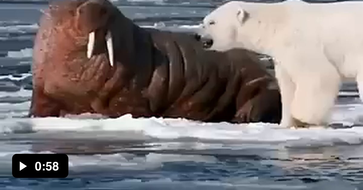 Walruses Vs Polar Bear! - 9GAG
