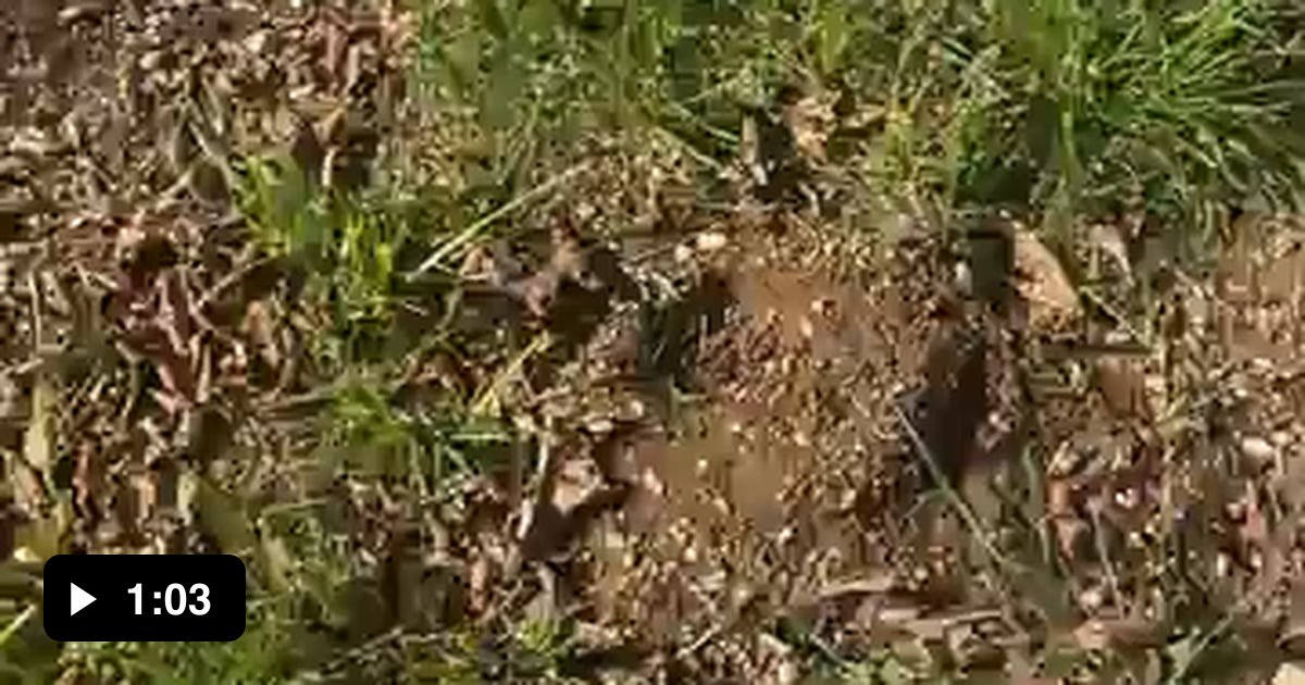 What an amazing creature! - 9GAG