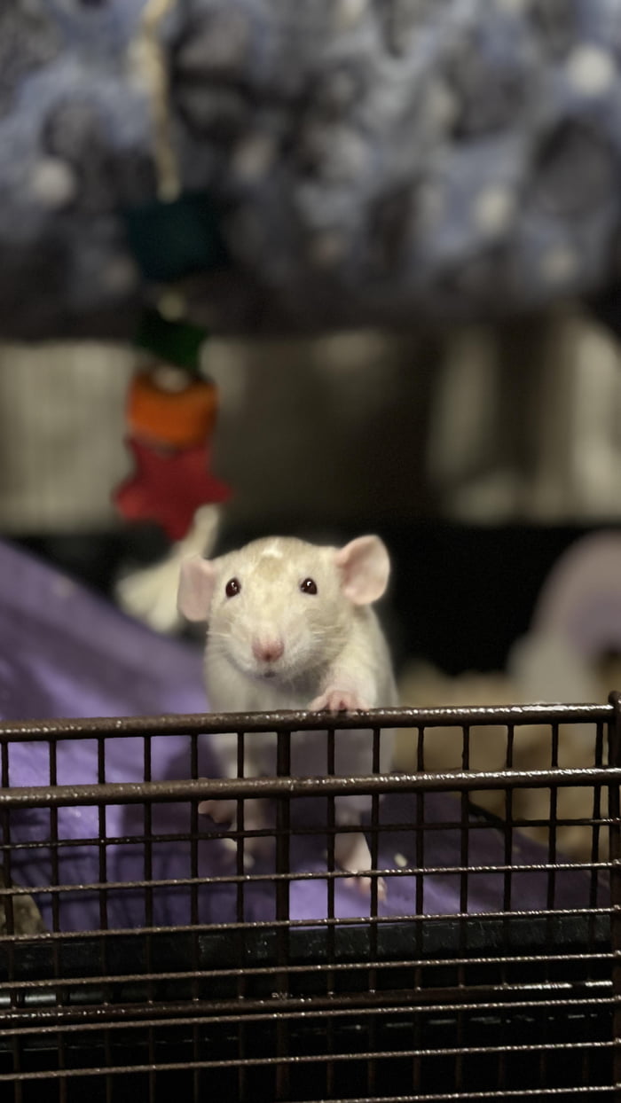 Skipper is plotting world domination (and looks cute doing it!) - 9GAG