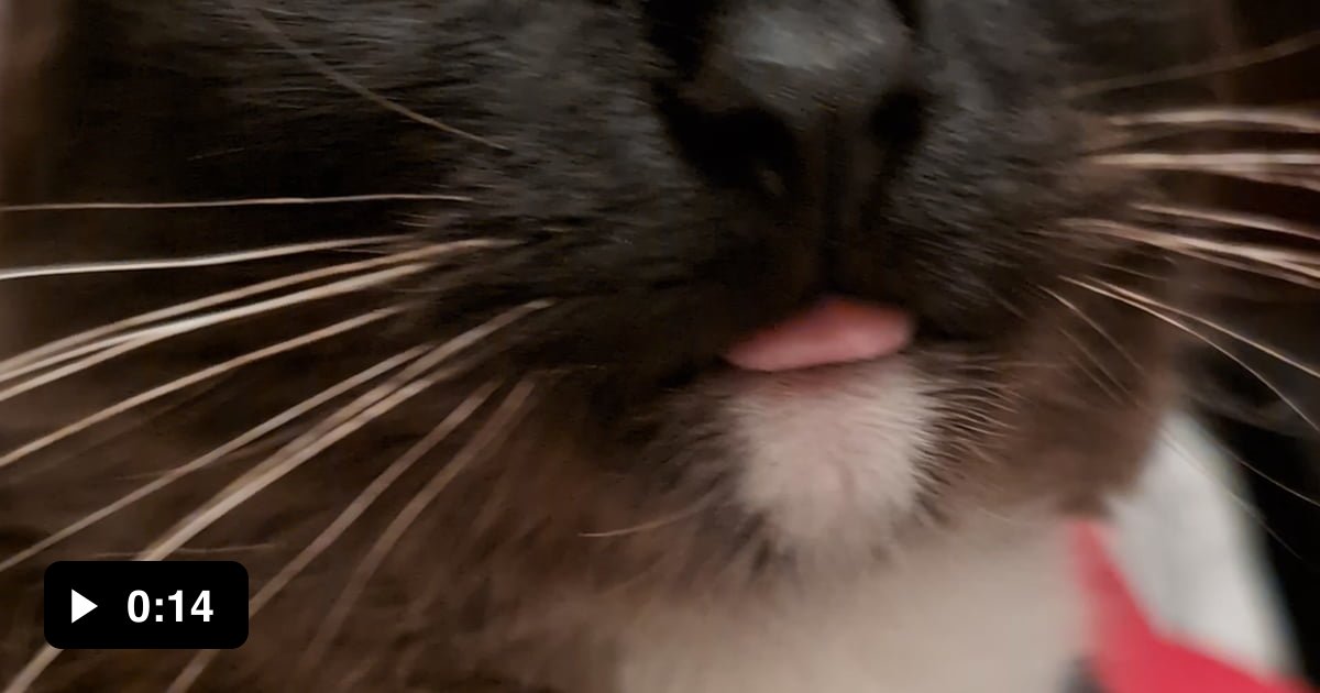 Kitty enjoys massage - 9GAG