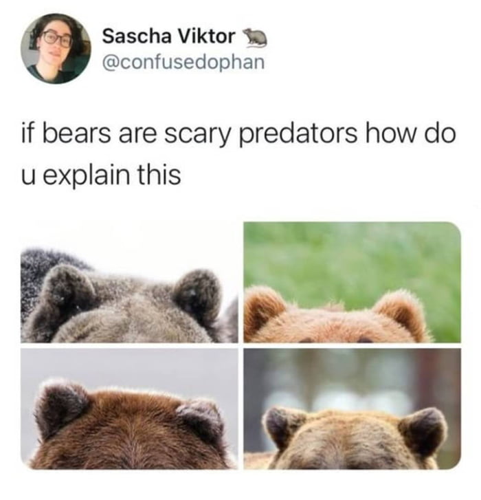 Bears' ears - 9GAG