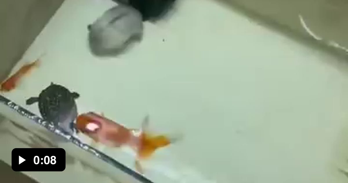 Some weird looking fish - 9GAG