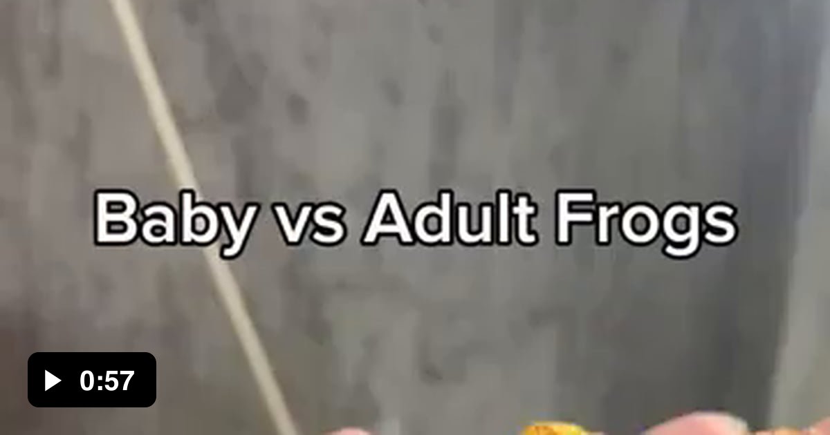 So... U like Frogs? Bebe Wednesday! - 9GAG