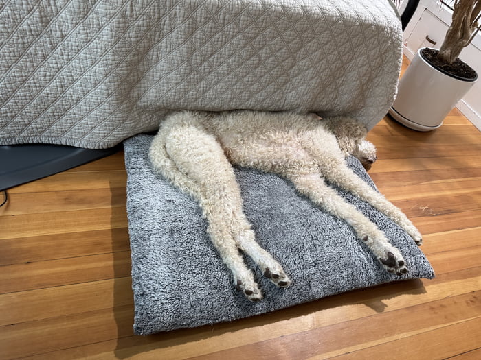 Built-in stilts or fuzzy AT-AT? - 9GAG