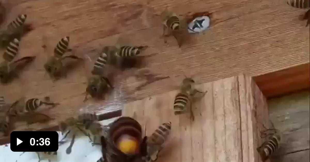 Great Bee Revolt - 9GAG