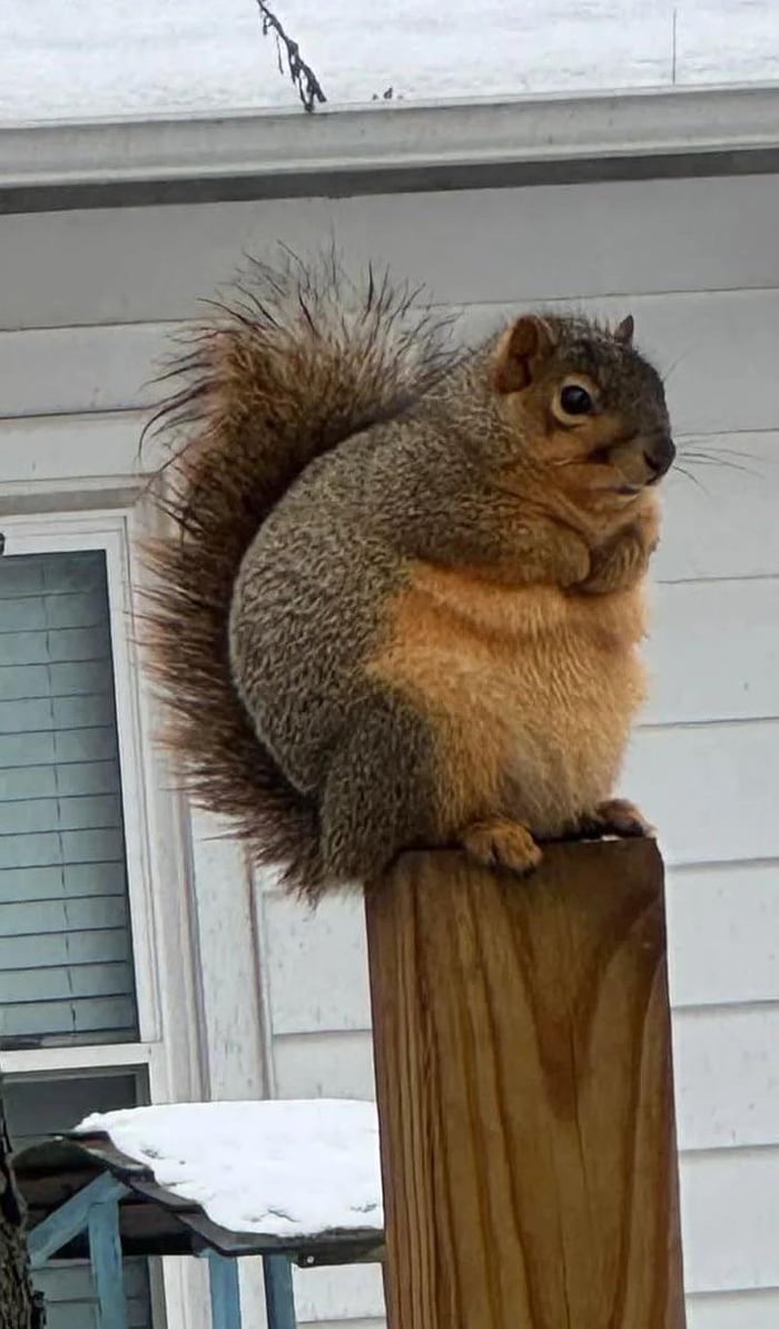 Of a squirrel - 9GAG