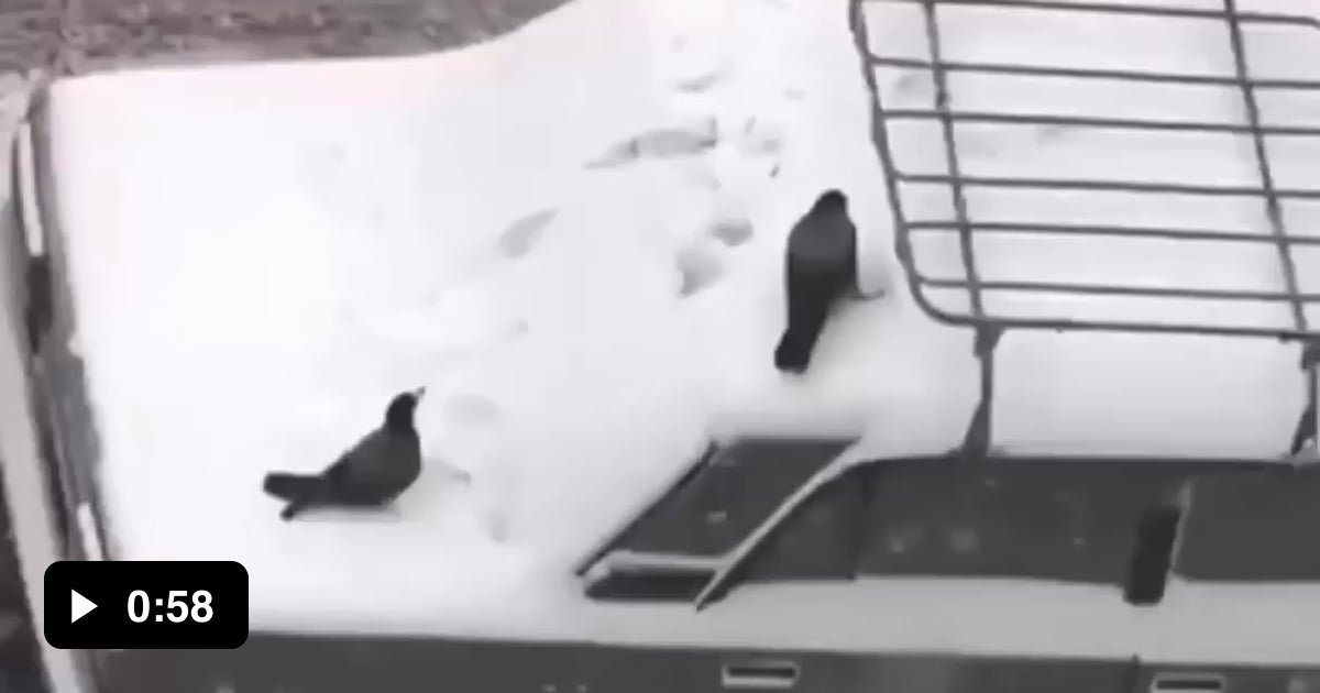 Crows having fun in the snow - 9GAG