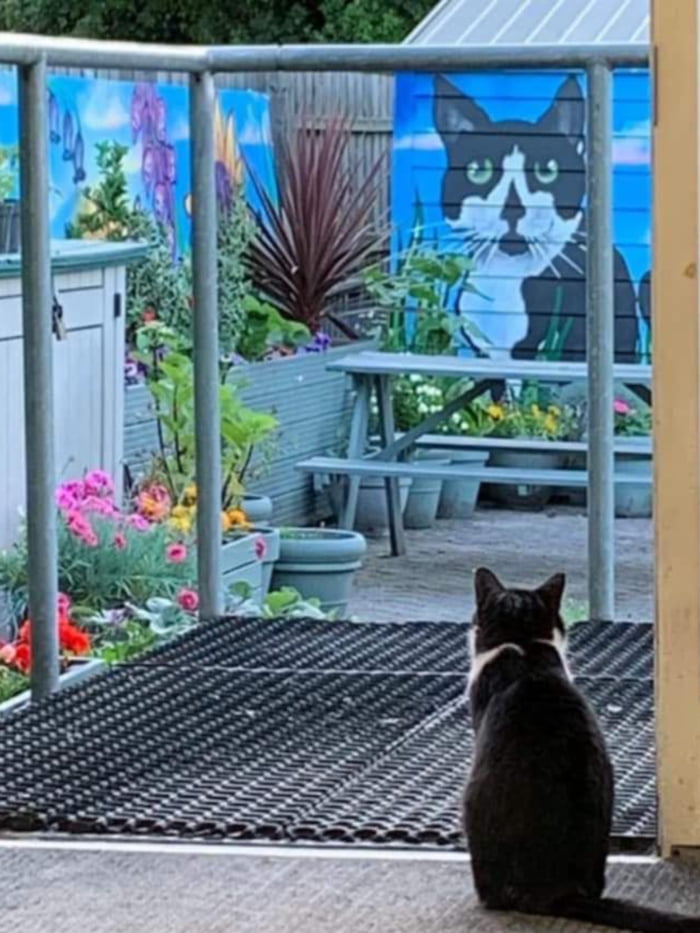 Help save Defib the station sipport cat! - 9GAG