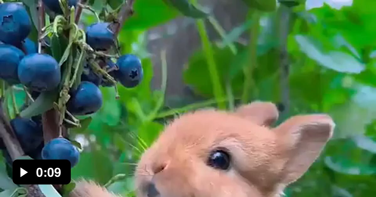 Baby bunny eating blueberries - 9GAG