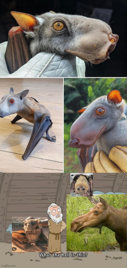 The Hammerhead Bat. Largest Bat in the World - 9GAG