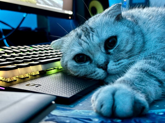 Gaming Cat - gives you +4 to luck - 9GAG