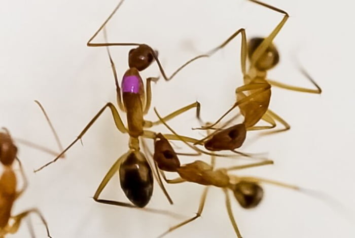 Ant doctors performing life-saving surgery on fellow ant - 9GAG