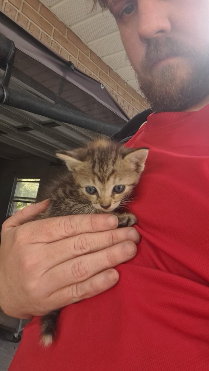 Itty bitty kitty - 9GAG