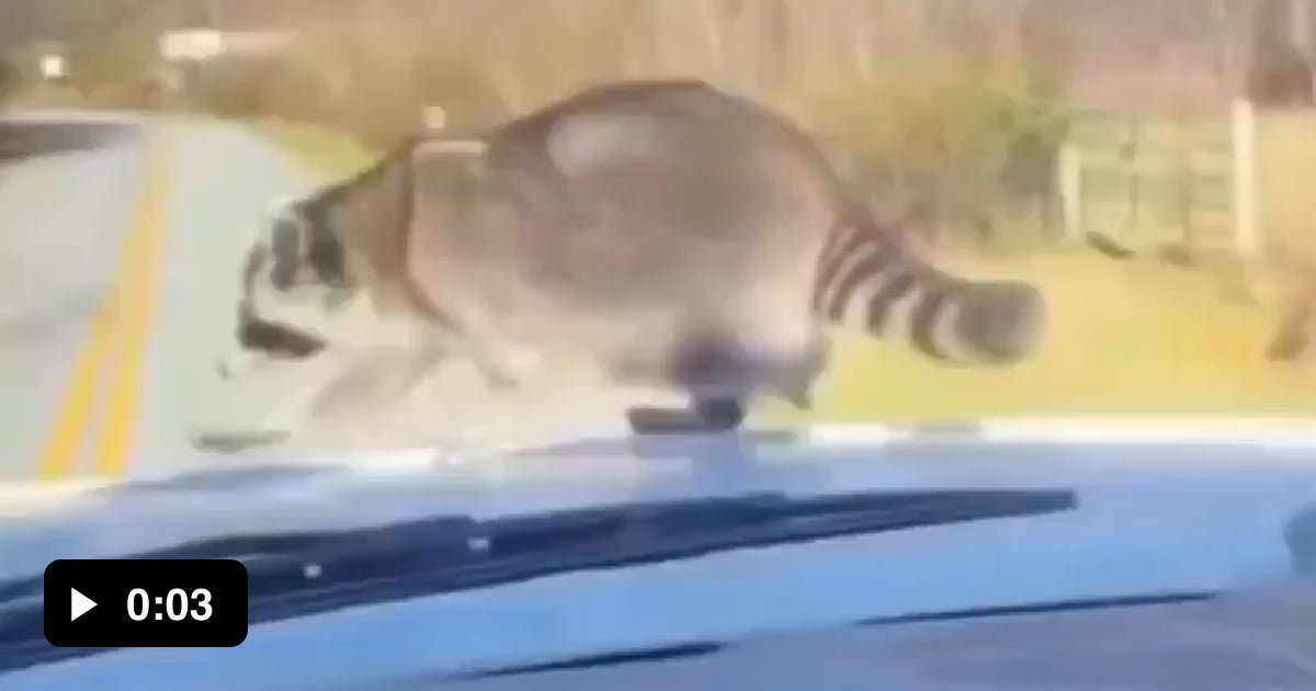 Fly high, Trash King! - 9GAG