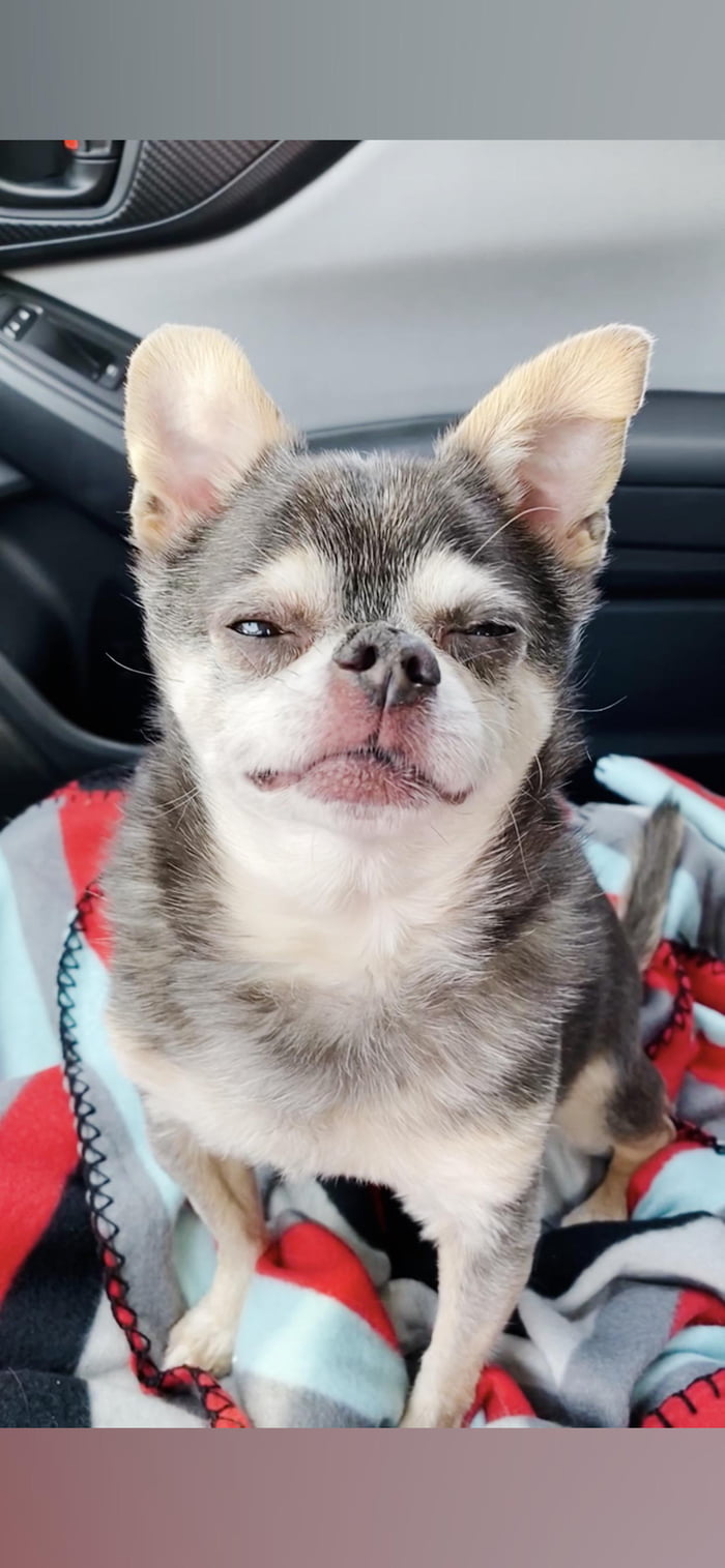 Approaching his 16th birthday and he still loves to strike a pose. - 9GAG