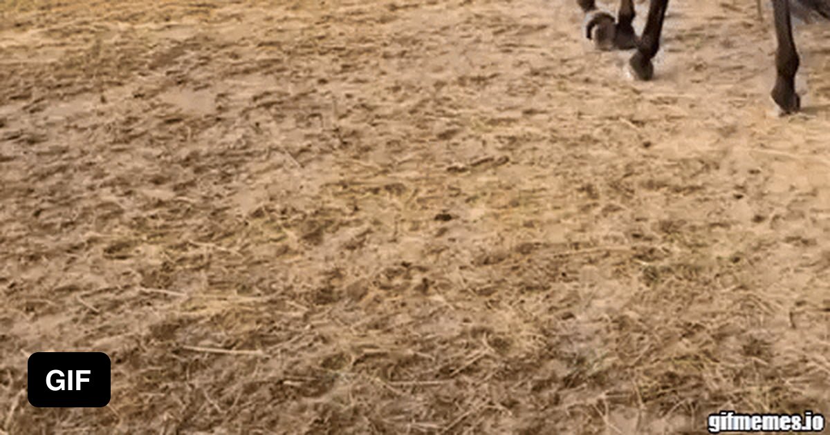 I don't know Rick, it looks fake - 9GAG