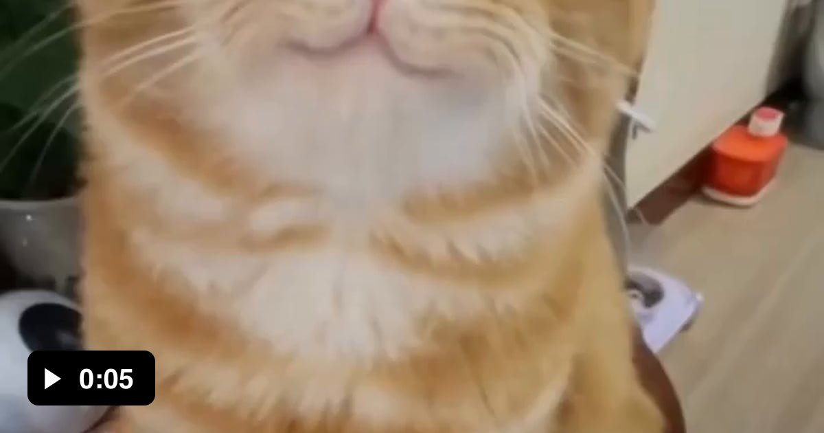 Called Toi a good kitty - 9GAG