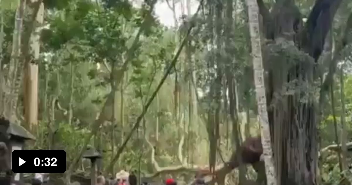 Two tourists have reportedly died after a large tree fell at the Monkey ...