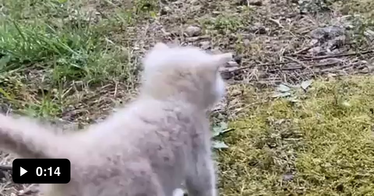 Pause for cat convo - 9GAG