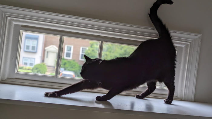 That is one satisfying kitty stretch 🖤 - 9GAG