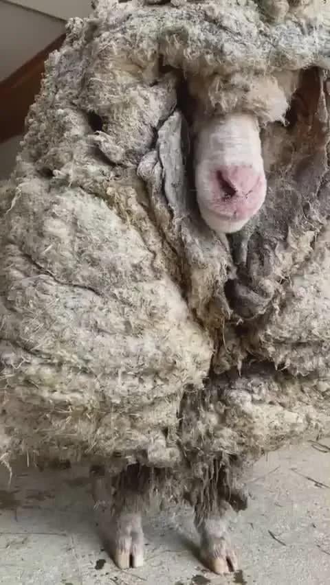Of a ball of wool - 9GAG