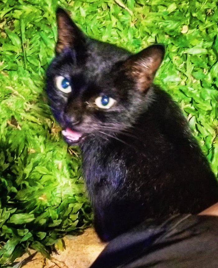 Ei... wazzup cat! - 9GAG